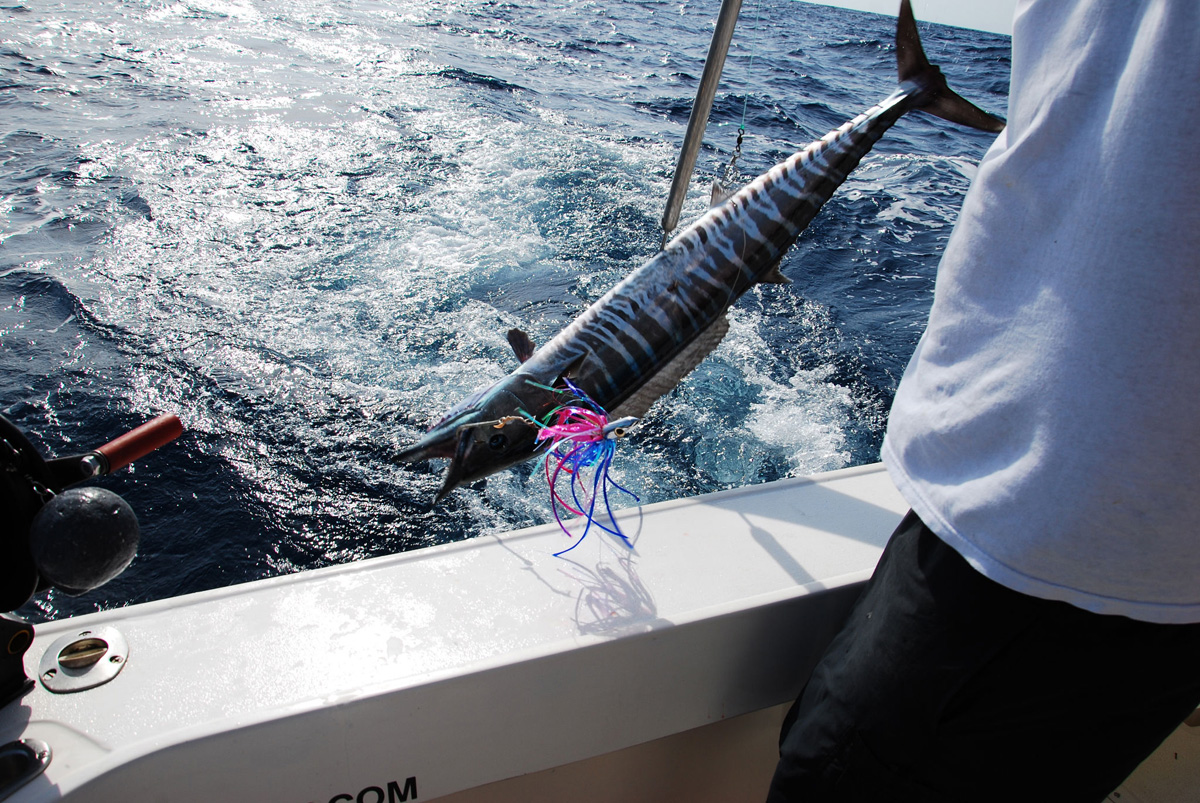 Wahoo Fishing Cancun | fishing for wahoo in Isla Mujeres Mexico